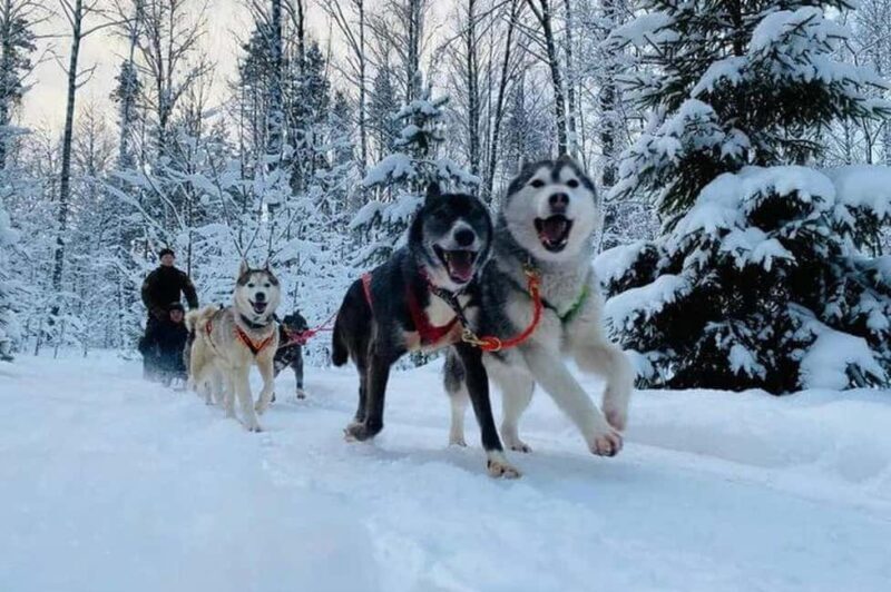 Husky Tour Experience in Levi - Who Will Love This Tour?
