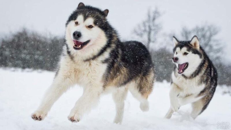 Husky Tour Experience in Levi - Final Thoughts