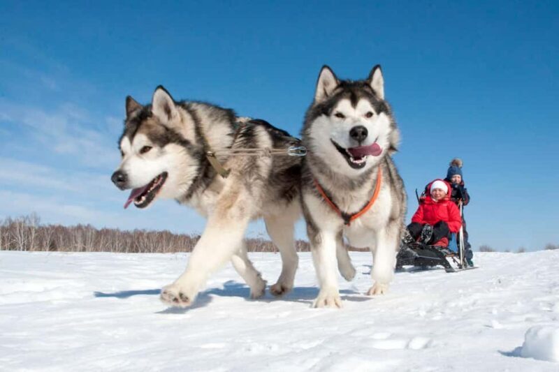 Husky Tour Experience in Levi - FAQ