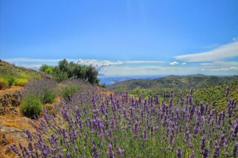 Hvar: Island tour with Wine and Olive Oil Tasting - What Makes This Tour Worth It?