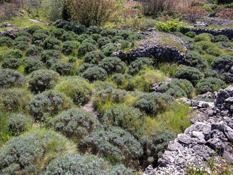 Hvar: Lavender Fields, Honey, and Local Product Tasting - Why It’s a Great Choice
