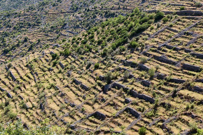 Hvar Lavender Small Group Tour - Key Points