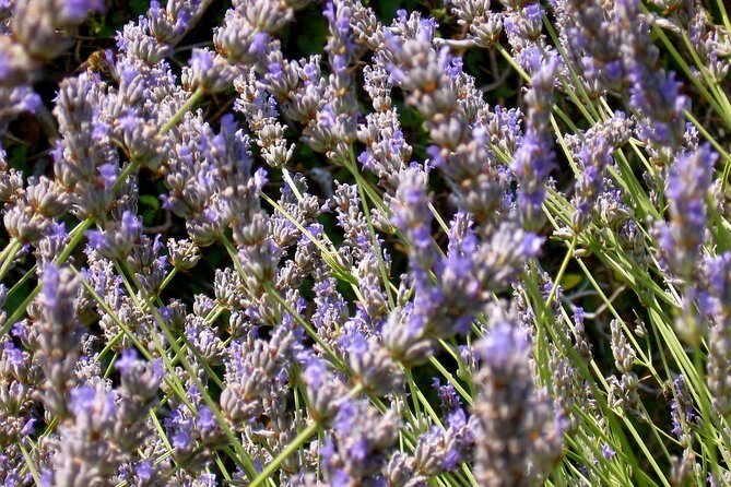 Hvar Lavender Small Group Tour - The Value and Practicality of the Tour