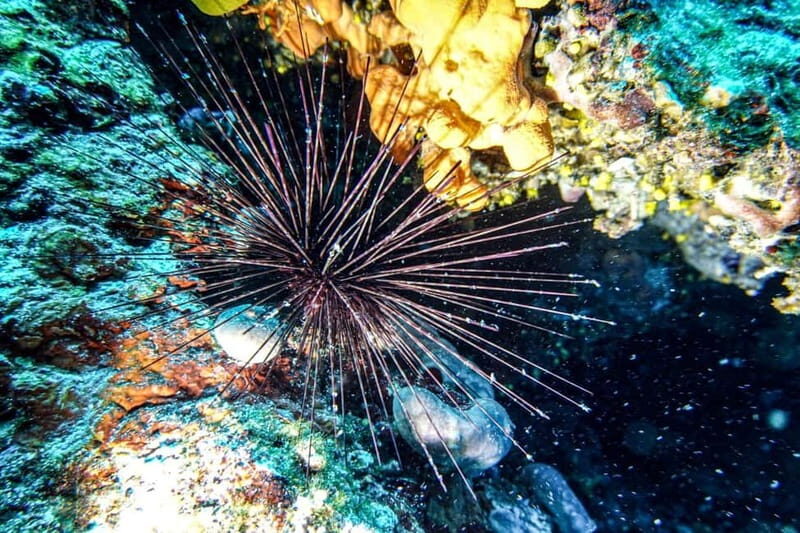 Hvar: Try Dive/Discover Scuba Diving Program - What to Expect from This Scuba Experience