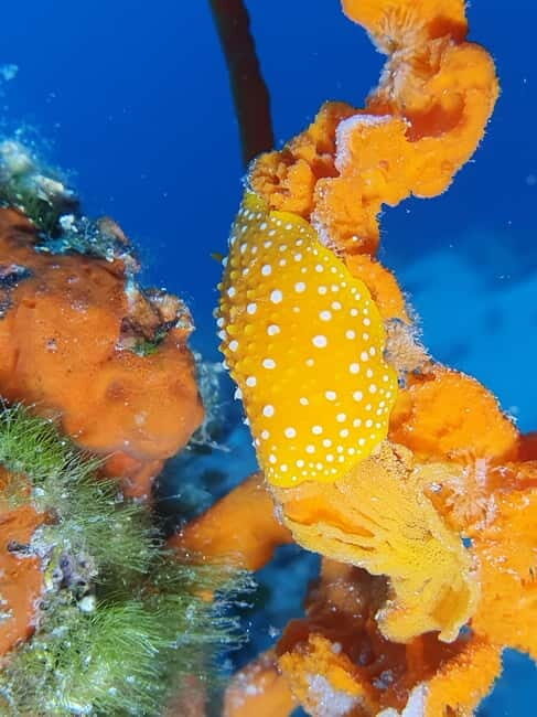 Hvar: Try Dive/Discover Scuba Diving Program - Frequently Asked Questions