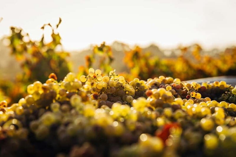 Hvar: Wine Tasting Tour and Island Sightseeing - Panoramic Views That Spark the Imagination