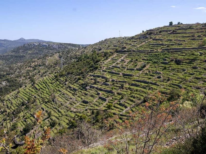 Hvar: Wine Tasting Tour and Island Sightseeing - The Heart of the Tour: Family Winery Tasting