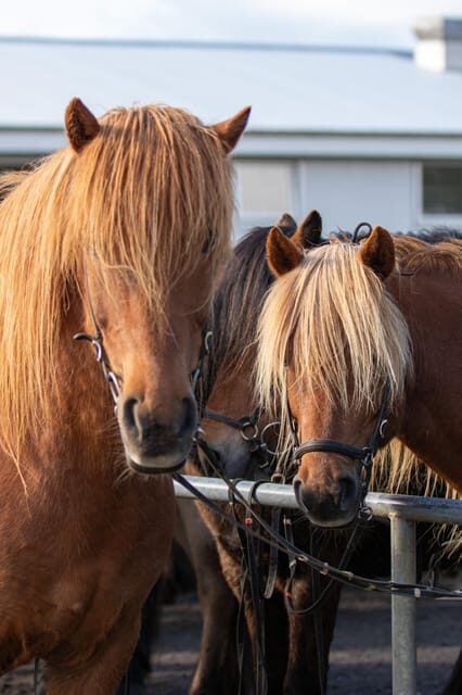 Hveragerdi: Countryside Charm Horse Riding Tour - What’s Included and Practical Considerations