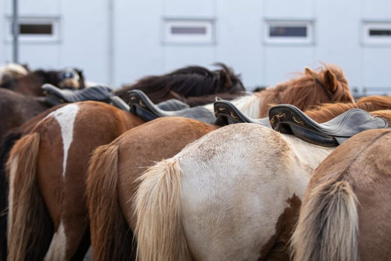 Hveragerdi: Countryside Charm Horse Riding Tour - Authentic Experiences and Traveler Feedback