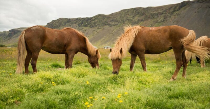Hveragerdi: Reykjadalur (Hotspring Valley) Horse Riding Tour - FAQ
