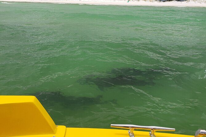 Hydro Rocket Dolphin Sightseeing Boat Tour from Destin - The Crew and Guides: Knowledgeable and Friendly