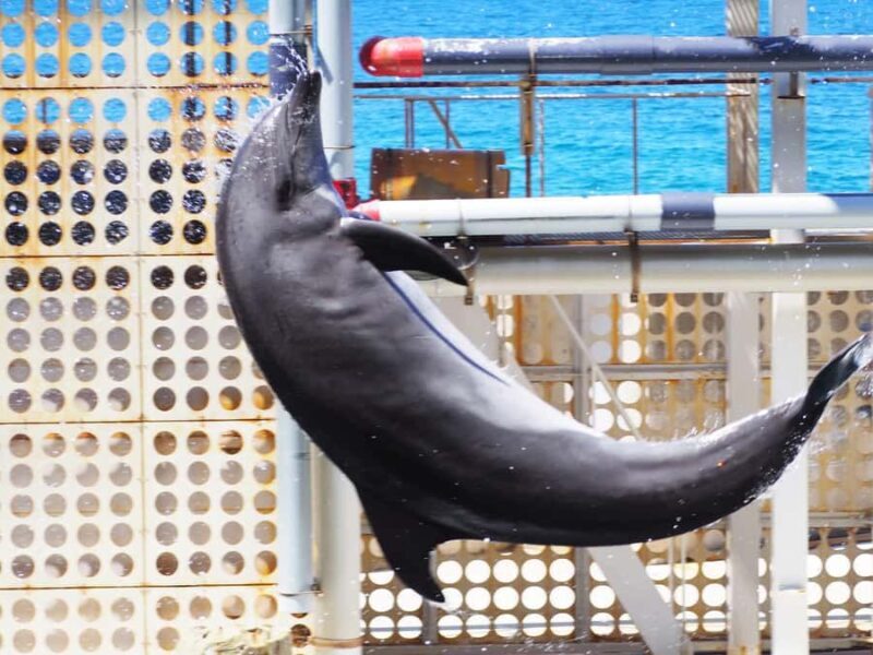 Hyogo: Kinosaki Onsen Hot Spring Day Trip from Osaka - Key Points