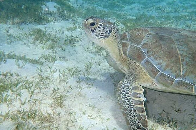 I Like Turtles Private Sailing and Snorkeling from Sapphire - Practical Details to Keep in Mind