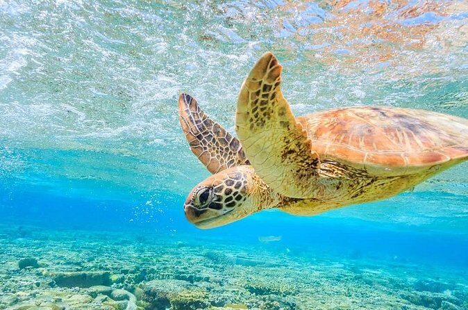 I Like Turtles Private Sailing and Snorkeling from Sapphire - FAQs