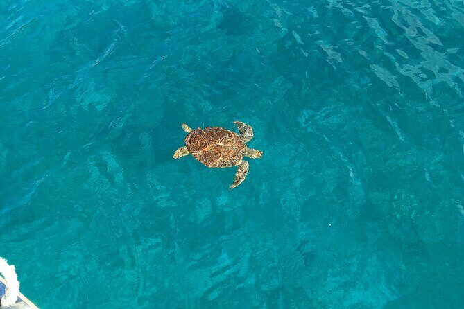 I Like Turtles Private Sailing and Snorkeling from Sapphire - Final Thoughts