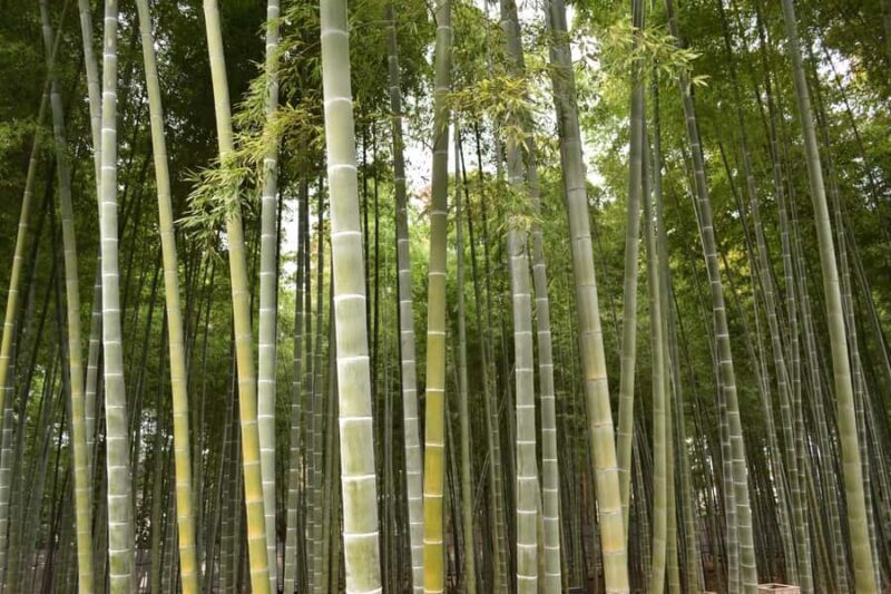 Ibaraki: Kairakuen, One of Japans Three Great Gardens - FAQ