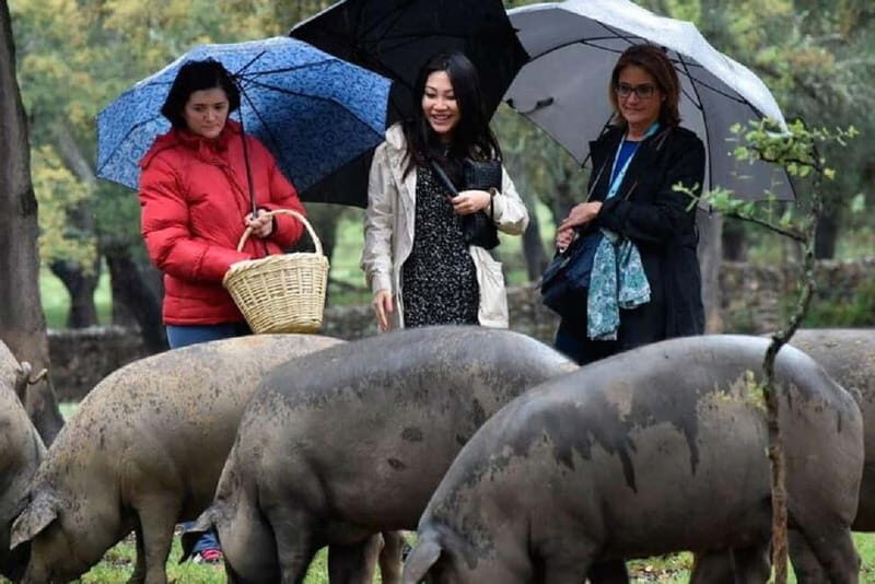Iberian Ham Route and Tasting in the Sierra de Aracena - Key Points