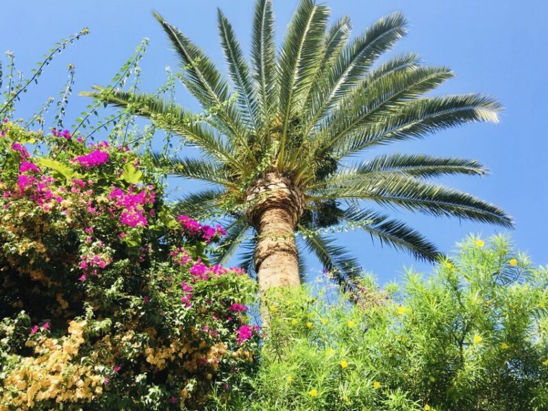 Ibiza: Old Town Guided Walking Tour - Why This Tour Is Worth Considering