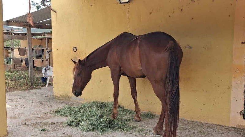 Ibiza: Private Horseback Riding Nature Experience +Transport - FAQ