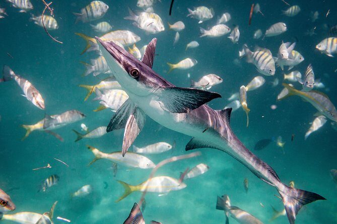 Icacos Deserted Island Catamaran, Snorkel, and Picnic Cruise - Group Size and Practicalities