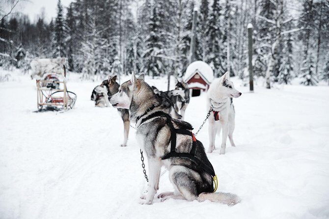 Ice Fishing and Husky - Final Thoughts: Who Should Consider This Tour?