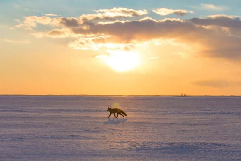 Ice Horizon Walk: Frozen Sea Adventure of Notsuke Peninsula - Discovering the Hyheisen and Notsuke Peninsula’s Winter Wonder