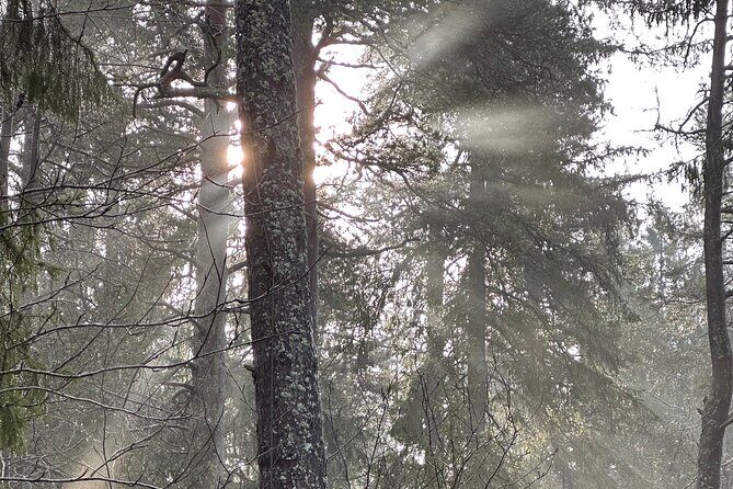 Icebathing and Sauna with Forest hike in Stockholm - Private - The Value of This Tour