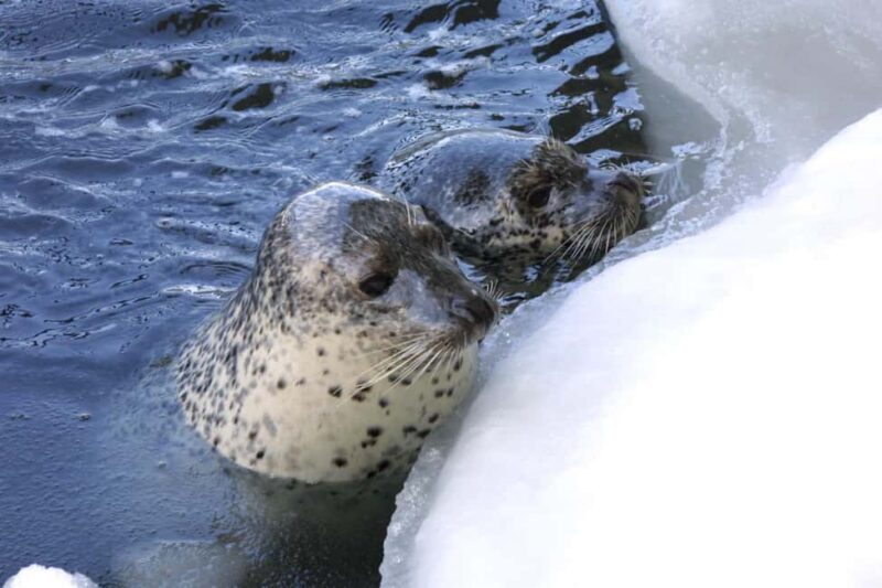 Icebreaker GARINKO GO III Cruise Explore Ice and Snow Tour - Key Points