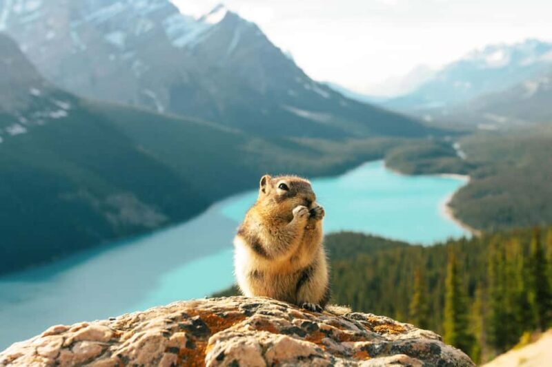 Icefields Parkway Glacier Adventure + Columbia Skywalk - Key Points