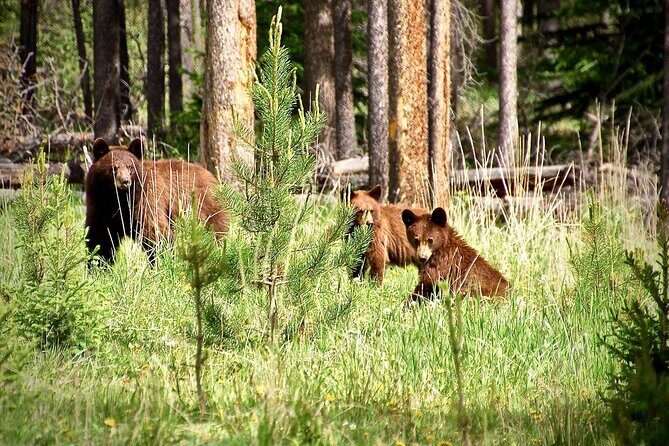 Icefields Parkway Highlights & Secrets | Award-Winning Adventure - Who Will Love This Tour?