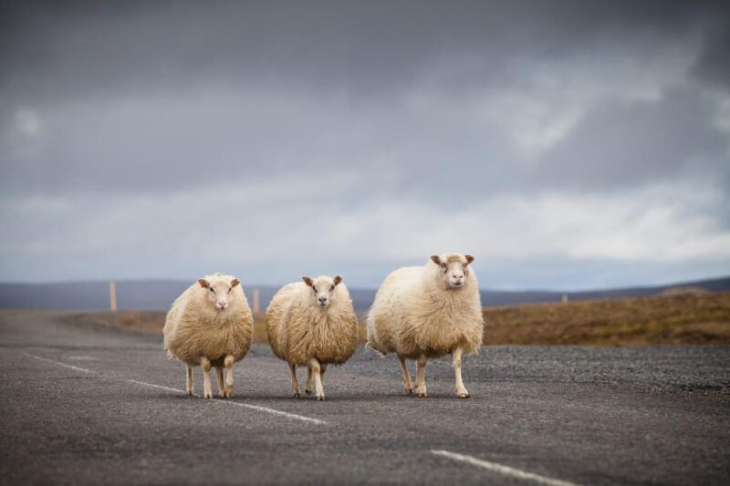 Iceland Express Circle - 6-Day Self-Drive - Who Will Love This Tour?