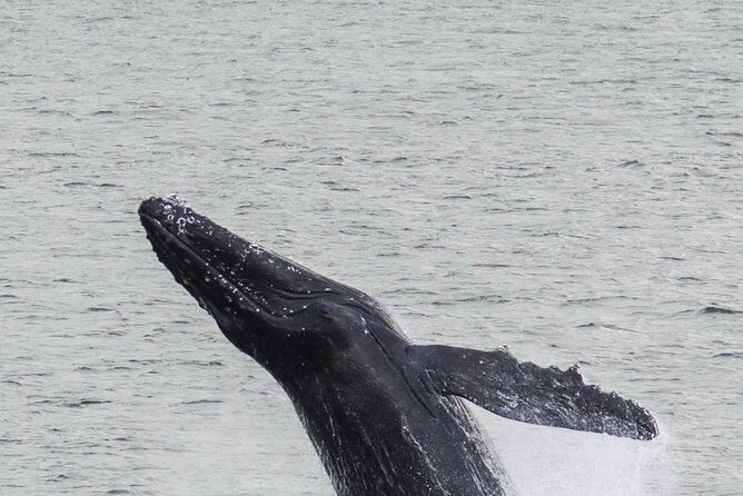 Iceland Super Saver: Northern Lights Cruise plus Whale-Watching Tour from Reykjavik - What to Keep in Mind