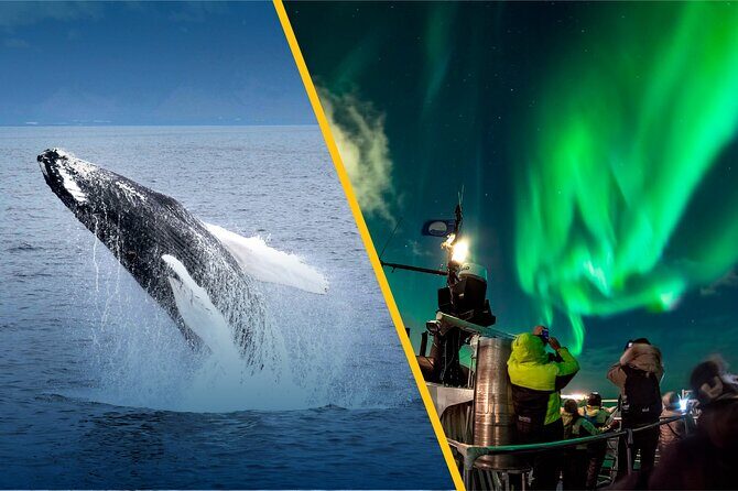 Iceland Super Saver: Northern Lights Cruise plus Whale-Watching Tour from Reykjavik - Final Thoughts
