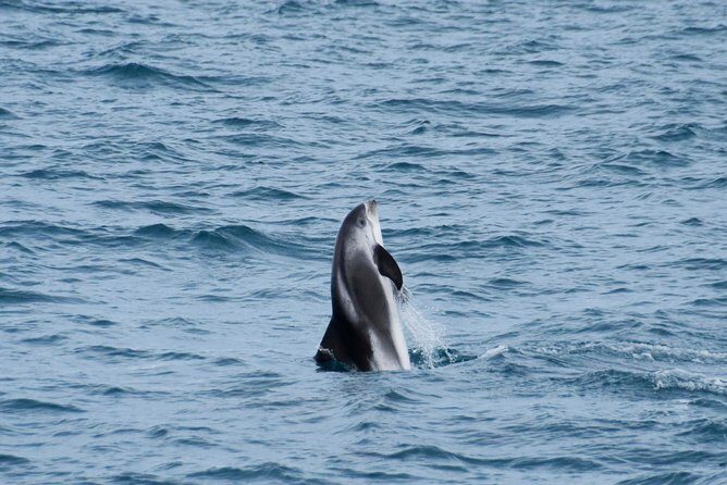 Iceland Super Saver: Northern Lights Cruise plus Whale-Watching Tour from Reykjavik - FAQ