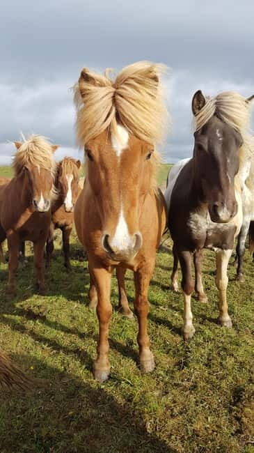 Iceland: Volcanic Landscape Horse Riding Tour - An Overview of What Makes This Tour Special