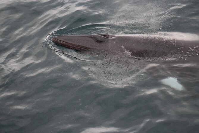 Icelandic Horse Riding and Whale Watching Cruise from Reykjavík - What to Expect from the Tour
