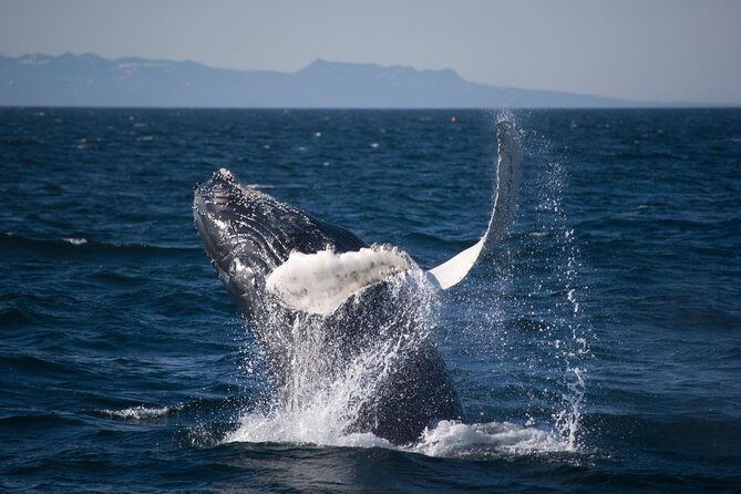 Icelandic Horse Riding and Whale Watching Cruise from Reykjavík - Practical Tips & Considerations