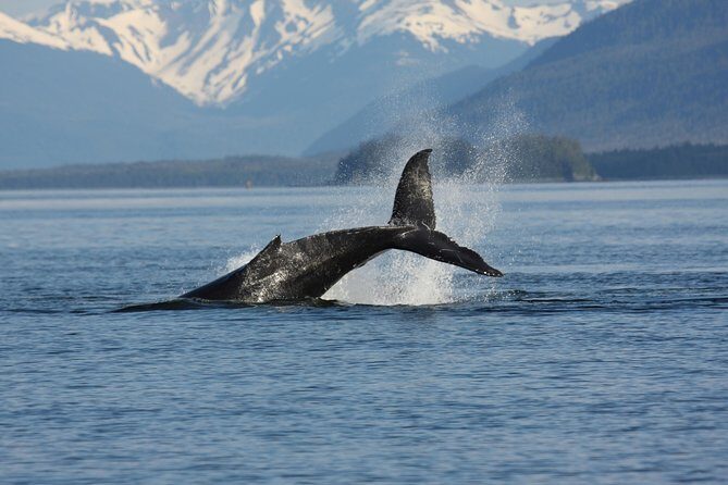 Icelandic Horse Riding and Whale Watching Cruise from Reykjavík - FAQs