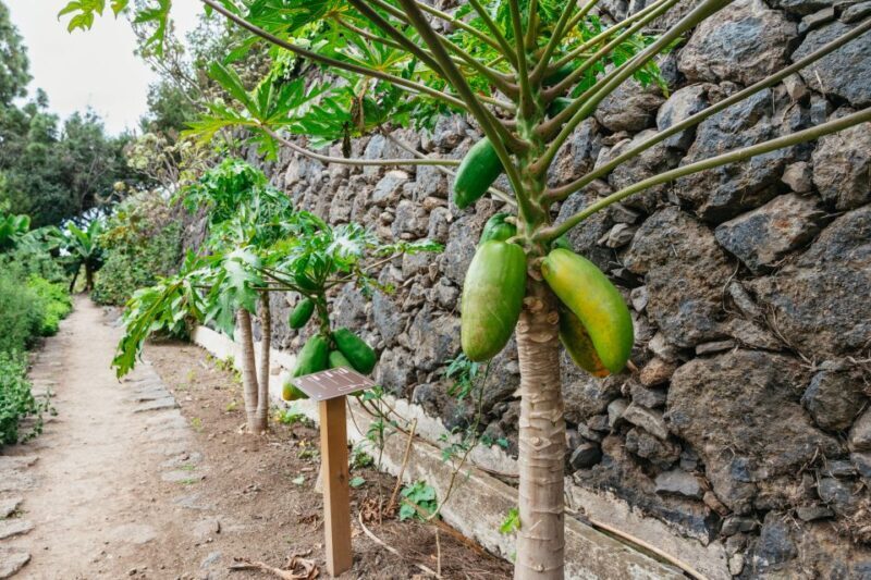 Icod de los Vinos: Dragon Tree & Botanical Garden Ticket - Key Points