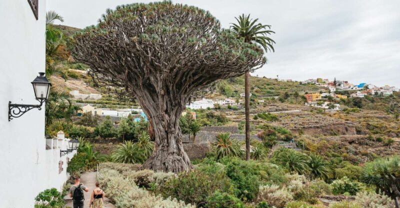 Icod de los Vinos: Dragon Tree & Botanical Garden Ticket - Exploring Icod de los Vinos: A Detailed Review