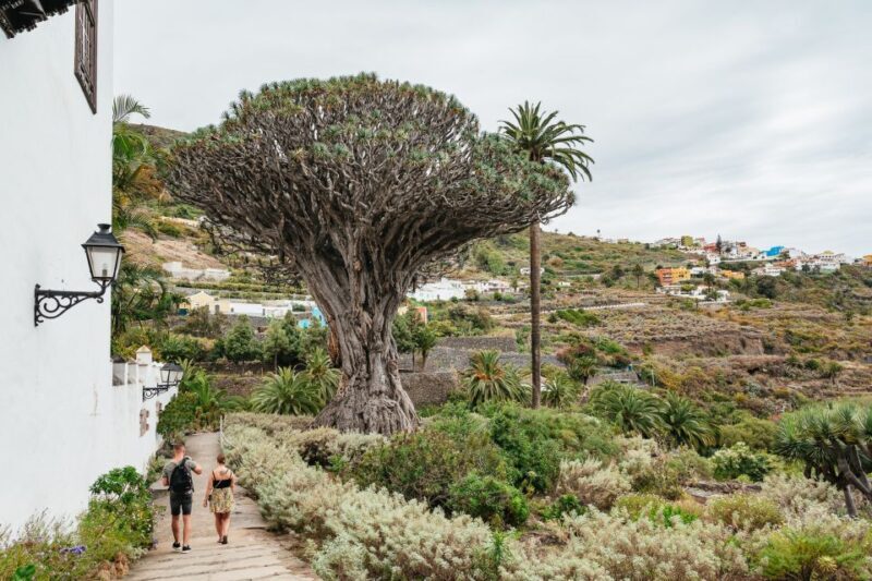 Icod de los Vinos: Dragon Tree & Botanical Garden Ticket - The Sum Up