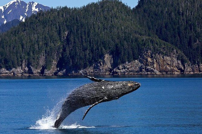 Icy Strait Shore Excursion: Whale Watching Adventure Tour - Listening to the Locals and Learning About Native Culture