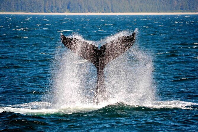 Icy Strait Whale & Wildlife Endeavor - Icy Strait Whale & Wildlife Endeavor: A Close Encounter with Alaska’s Marine Life