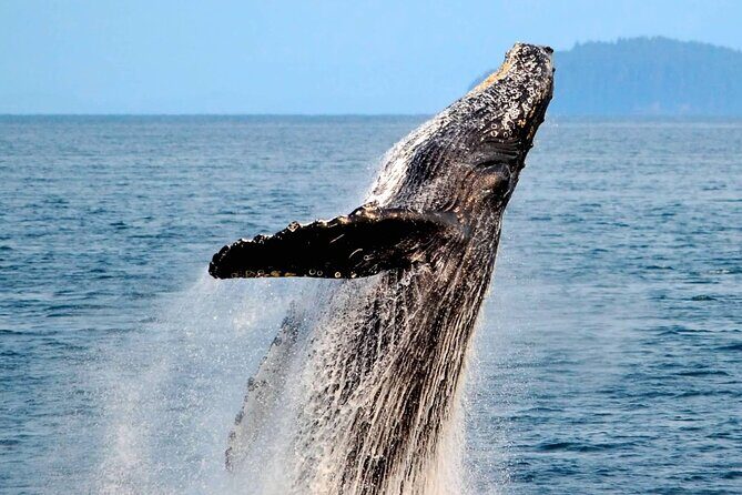 Icy Strait Whale & Wildlife Endeavor - An Introduction to the Tour Experience