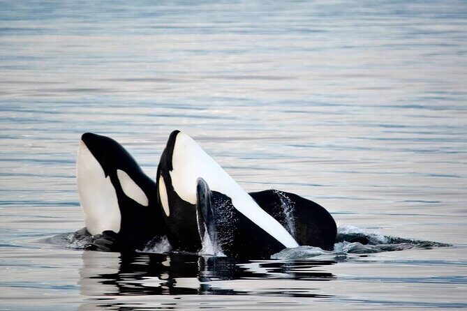 Icy Strait Whale & Wildlife Endeavor - What Makes This Tour Special