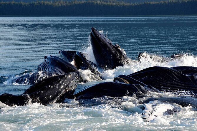 Icy Strait Whale & Wildlife Endeavor - The Detailed Itinerary in Depth