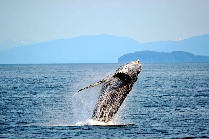 Icy Strait Whale & Wildlife Endeavor - Why This Tour Is Worth It