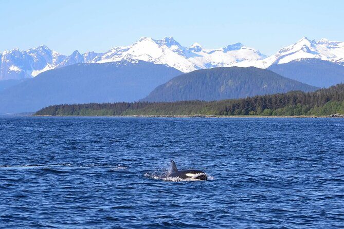 Icy Strait Whale & Wildlife Endeavor - Who Will Love This Tour?