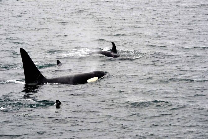 Icy Strait Whale & Wildlife Endeavor - Final Thoughts