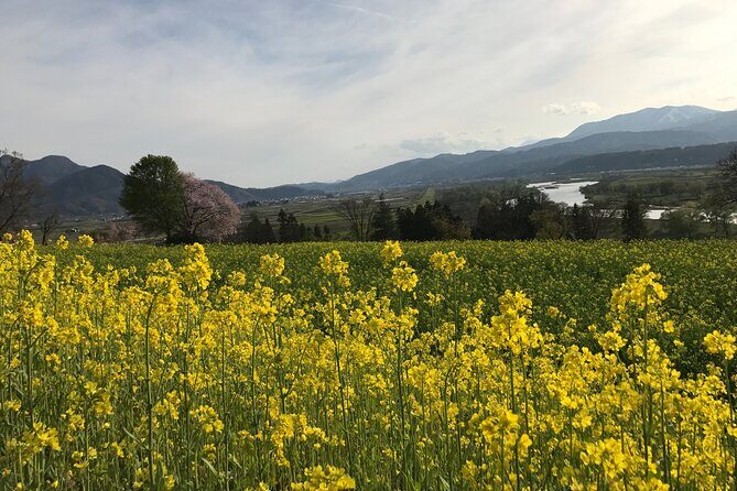 Iiyama Castle Cherry Blossom and Nozawa Onsen Morning Tour - Summing Up the Experience